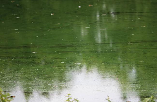 Anti-algue pour bassin - Aqua Store