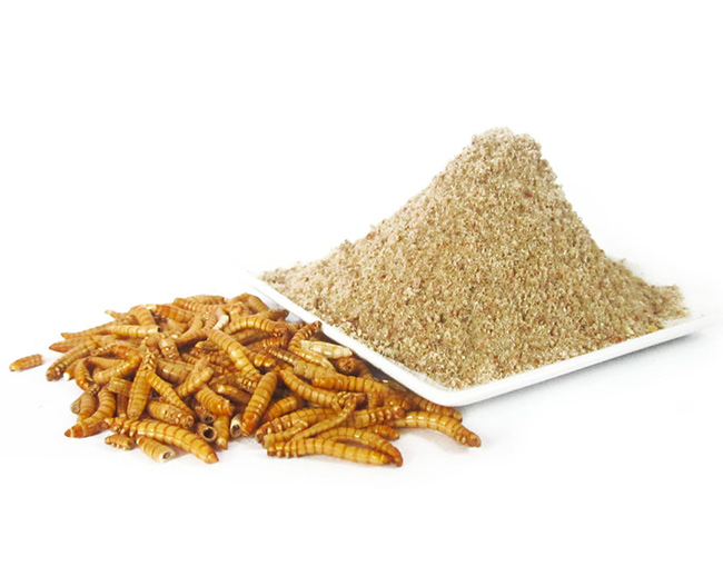 Des farines d’insectes sont utilisées dans la nourriture pour poissons ...